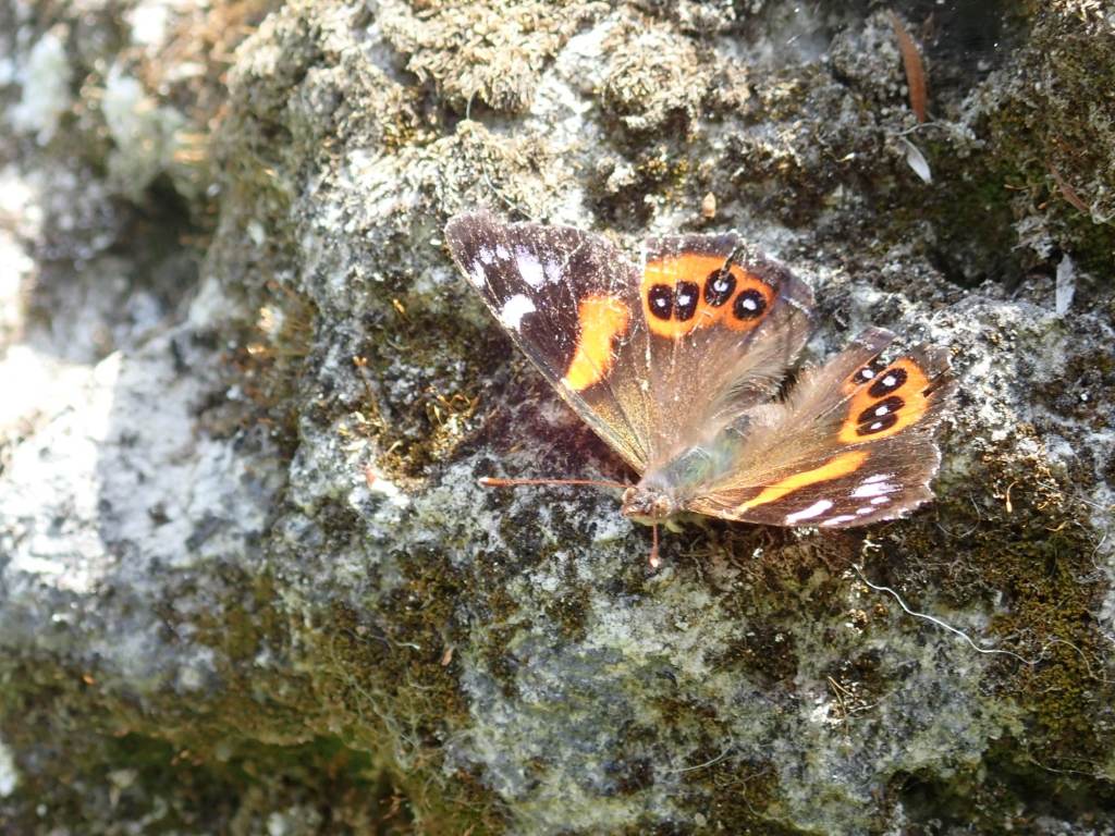 Patuna Chasm – Small & Spectacular – Riversmiths NZ